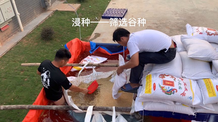 农业之水稻生产——旱地育秧技术全部流程,展示现代农业生产全貌