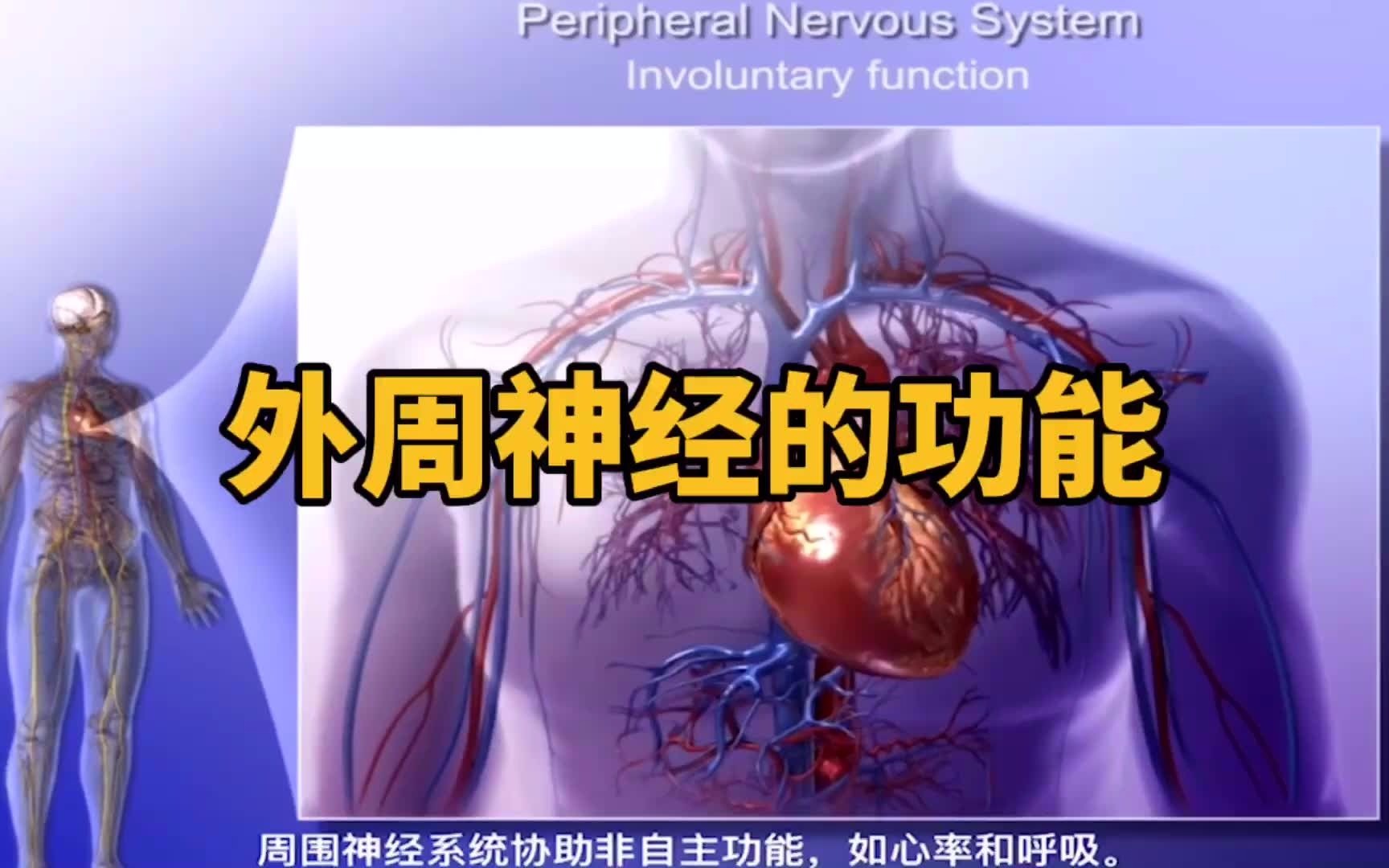 【3D医学动画】外周神经的功能