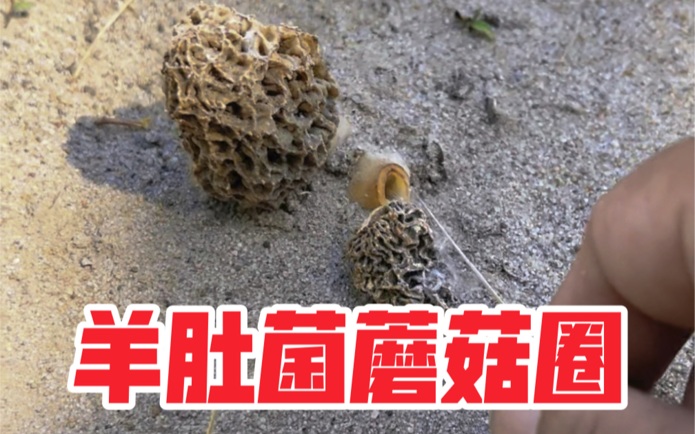 羊肚菌也形成了蘑菇圈,太少见了!