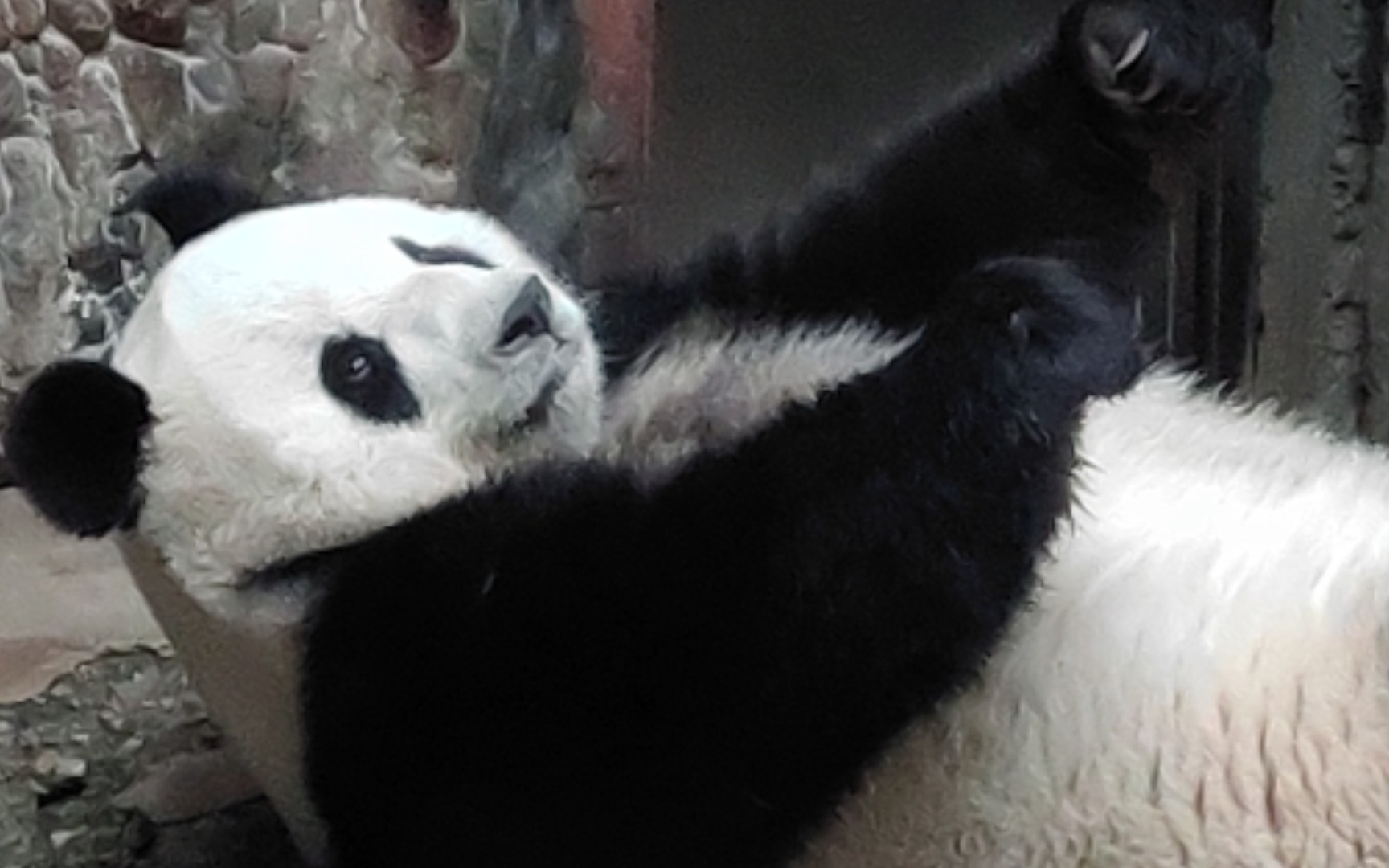 【大熊猫萌萌】萌小六内场躺地上开车右转弯请注意3-12