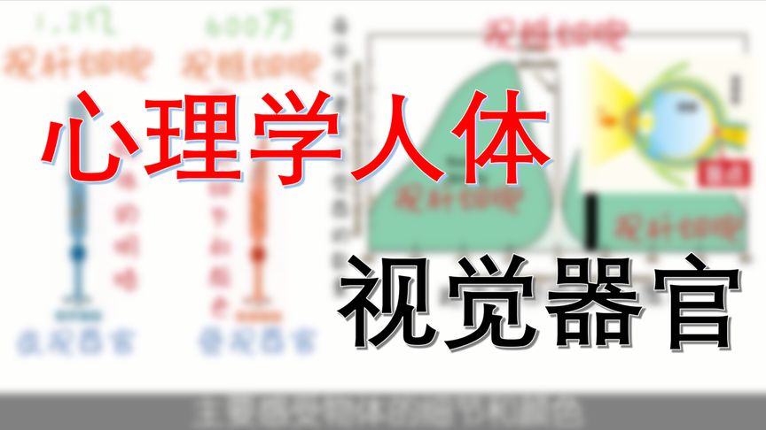 趣味科普:心理学人体构造之视觉器官