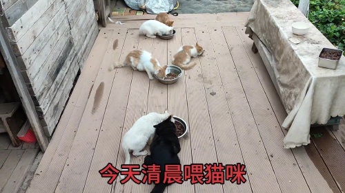 "晨光喂猫,萌宠等你来宠幸!"