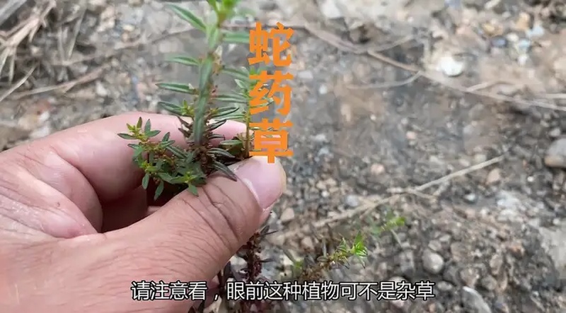 蛇药草,现在很少人知道它的好,需要的时候才知道难找