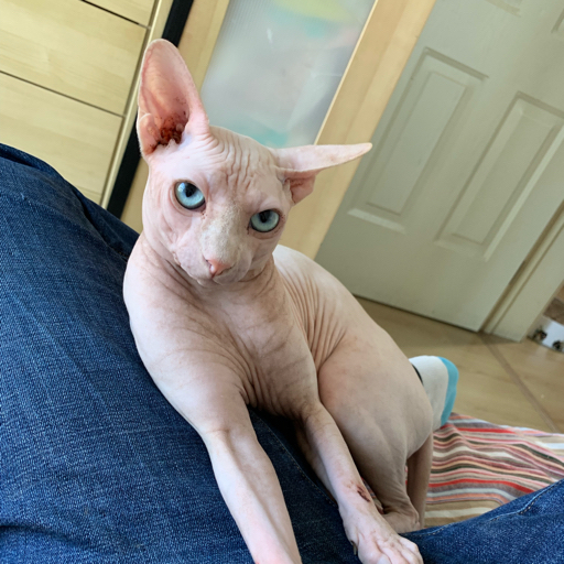 大狸花小无毛猫 