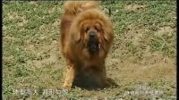 珠峰精品藏獒视频-主人伙伴天泽