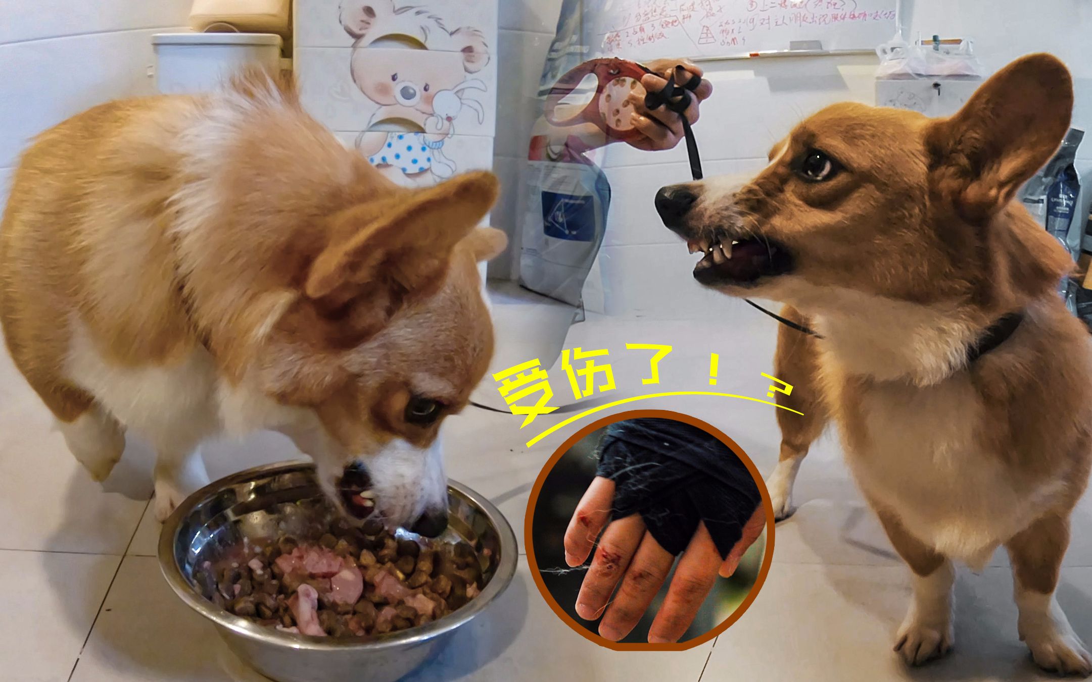 【问题狗大改造】柯基犬的禁语!咬人纠正 危险操作请勿模仿