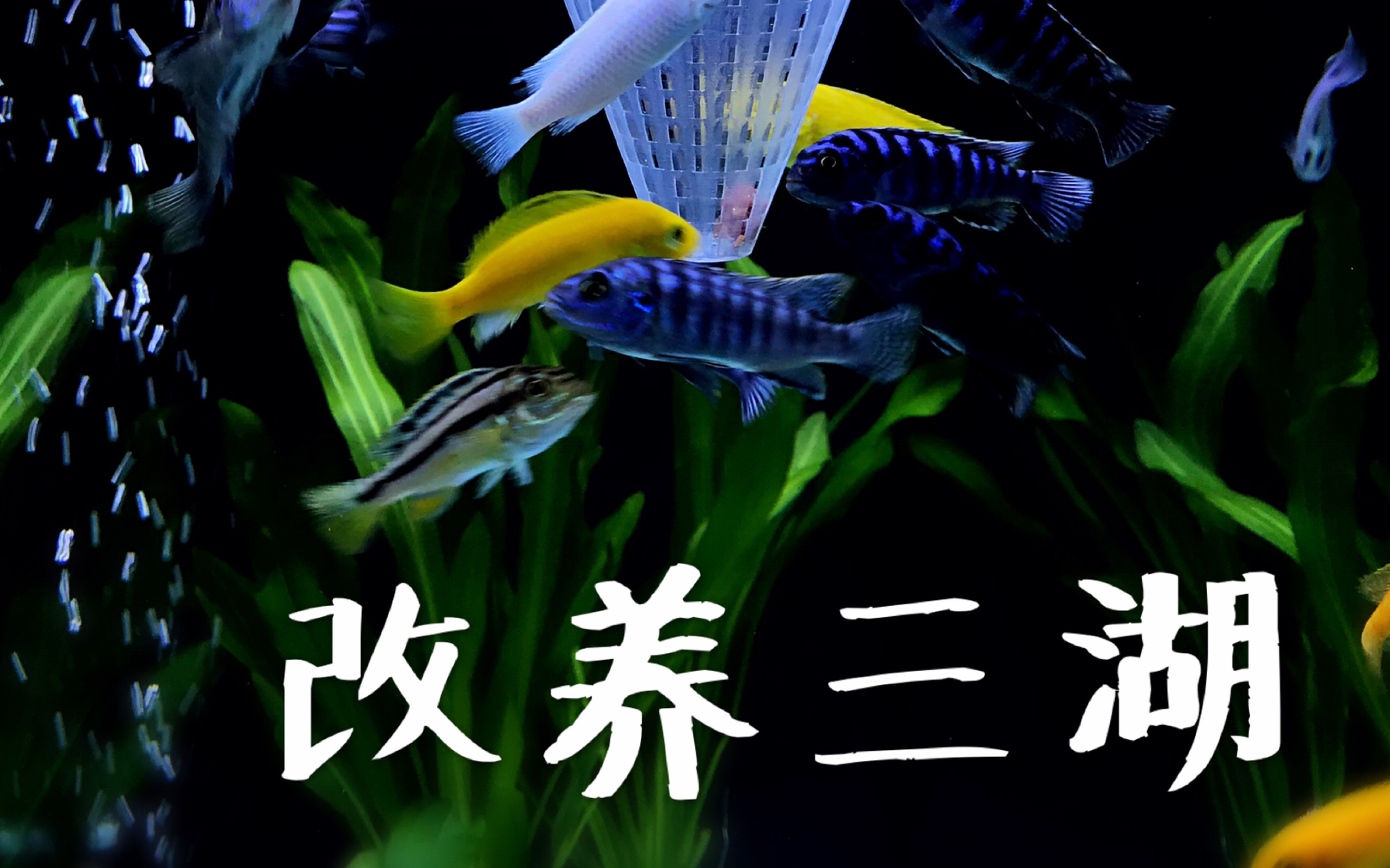 「三湖慈鲷」鱼缸翻新,改养三湖