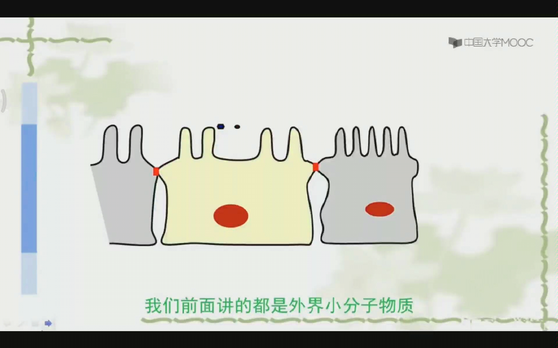 小肠上皮细胞及胃壁细胞工作原理