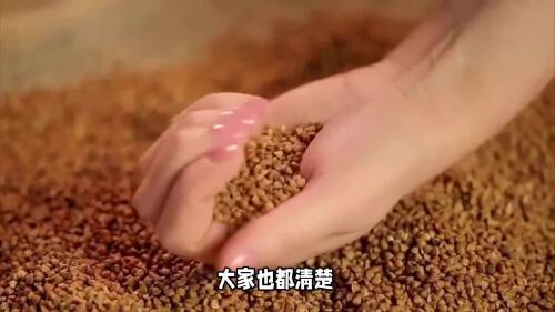 血糖怕这个茶!苦荞五大黄金作用,很多人不知道
