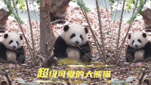 这么又呆又萌的大熊猫你爱了吗?