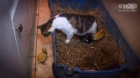 神奇的猫妈妈收养小鸭子