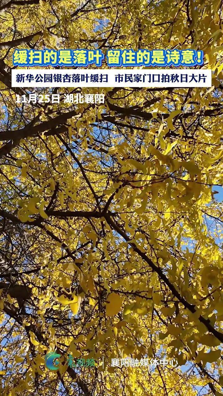 银杏树下区域"落叶缓扫",让市民在此拍照、打卡、游玩,近距离感受...