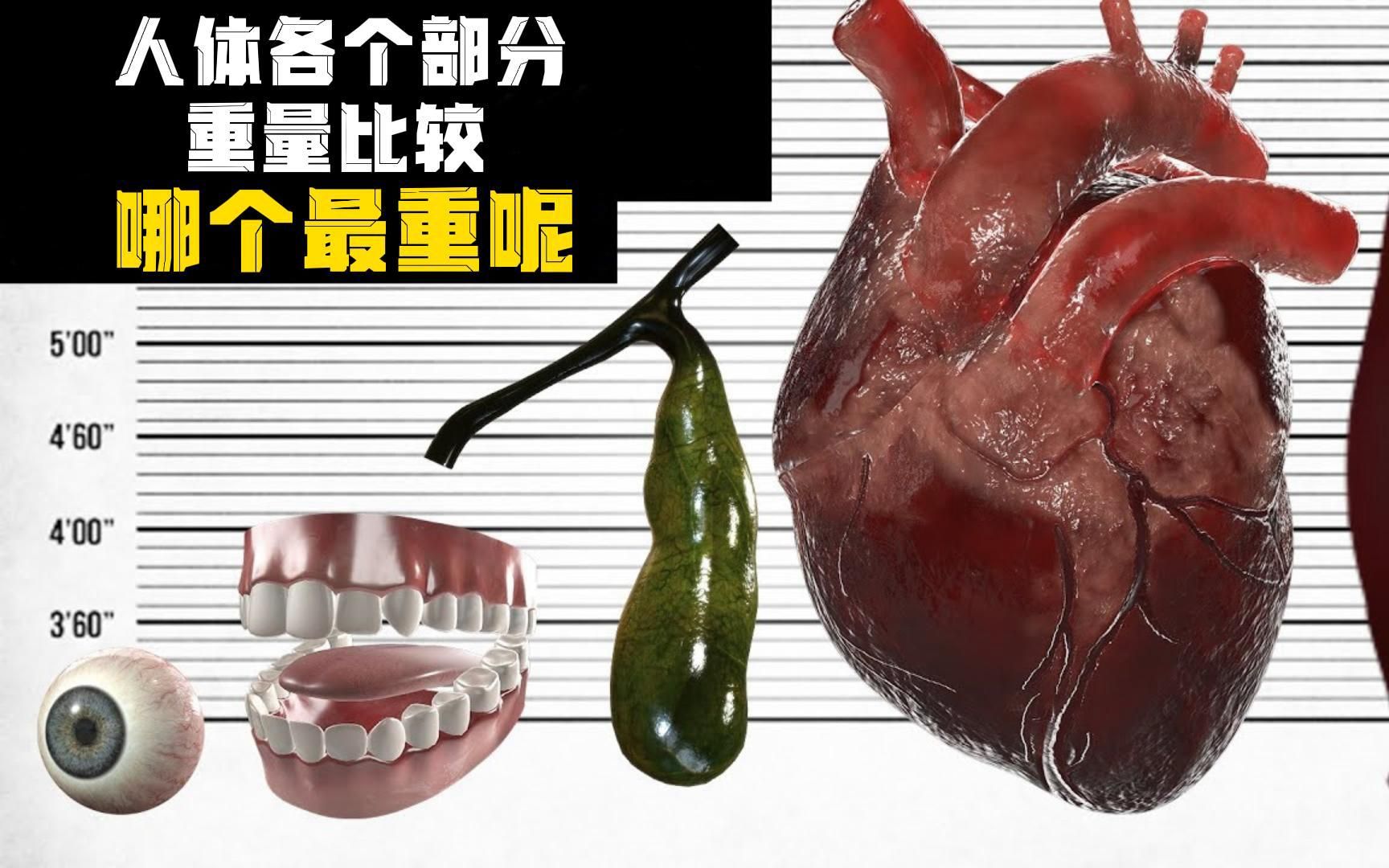 人体各个部分重量比较,哪个最重呢!