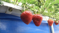 草莓批发价一斤达30元,最高竟达35元一斤,价格创历史最高纪录!
