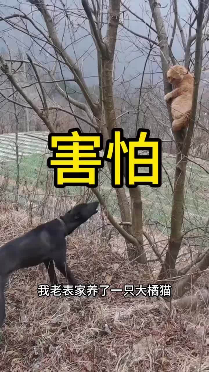 这只猫当时害怕极了。