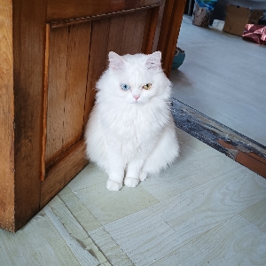月沁眉 