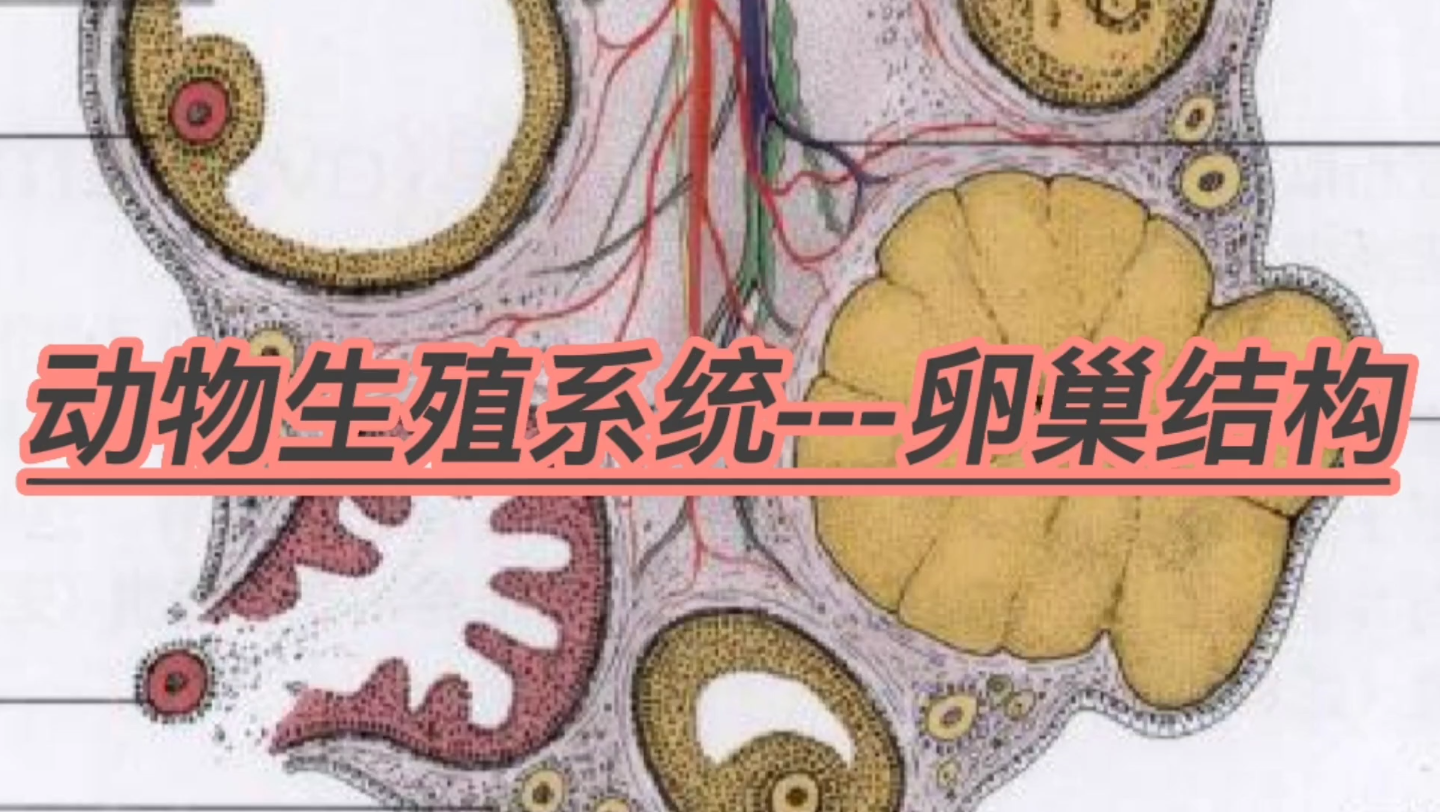 每天一块小芝士---动物生殖系统---卵巢结构