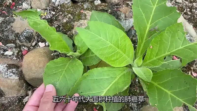 50年代大面积种植的这种植物,深受男人的喜爱,如今无人敢种植