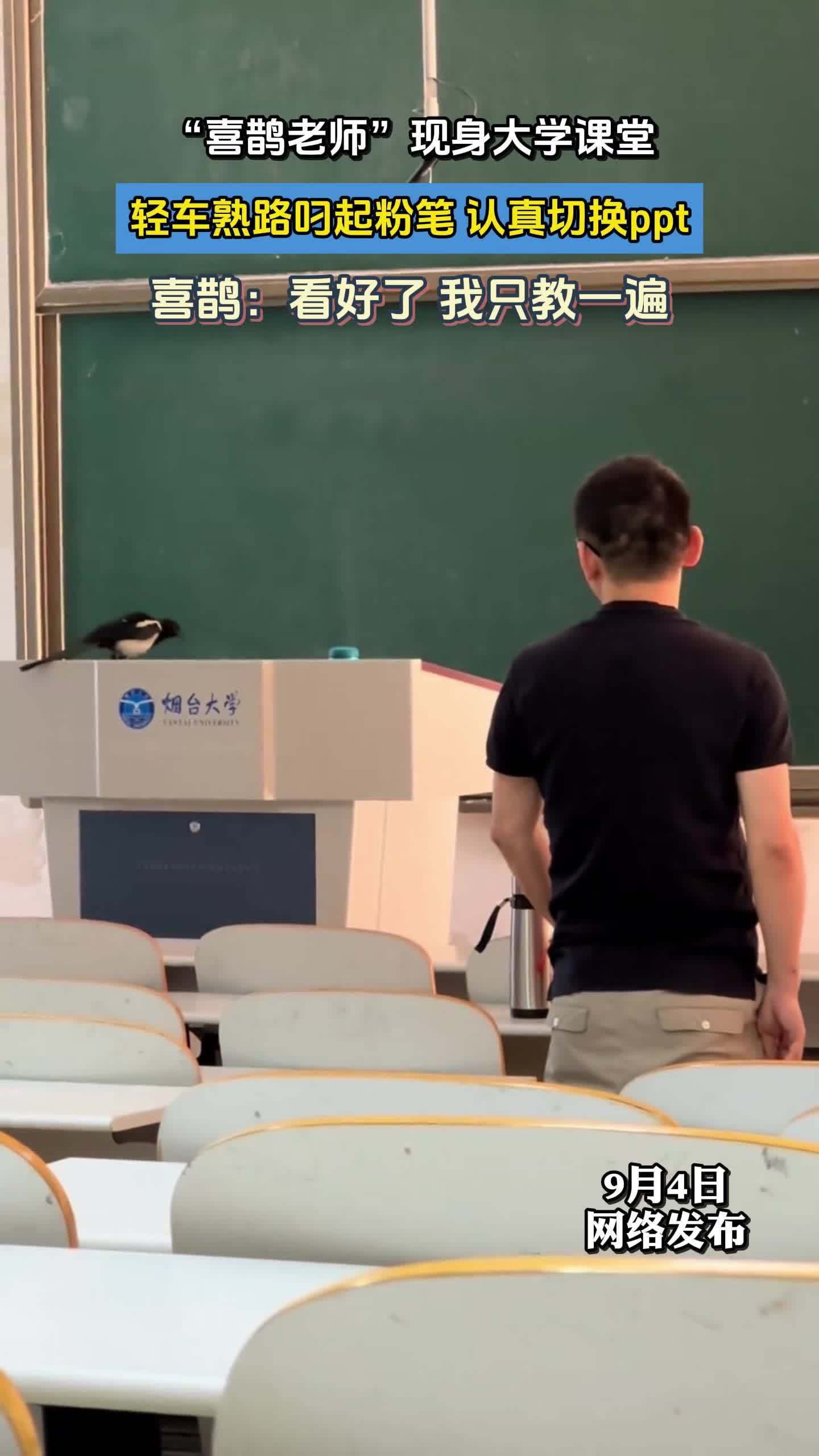 "喜鹊老师"现身大学课堂轻车熟路叼起粉笔 认真切换ppt