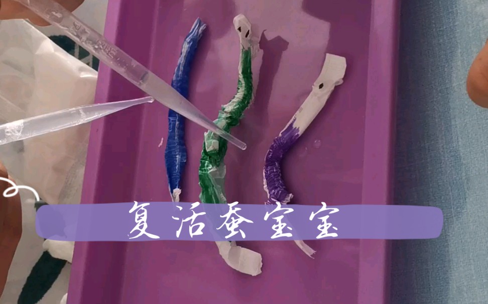 [科学实验]复活蚕宝宝