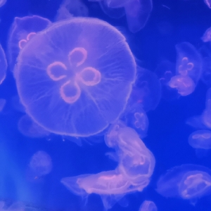 水生WGG 