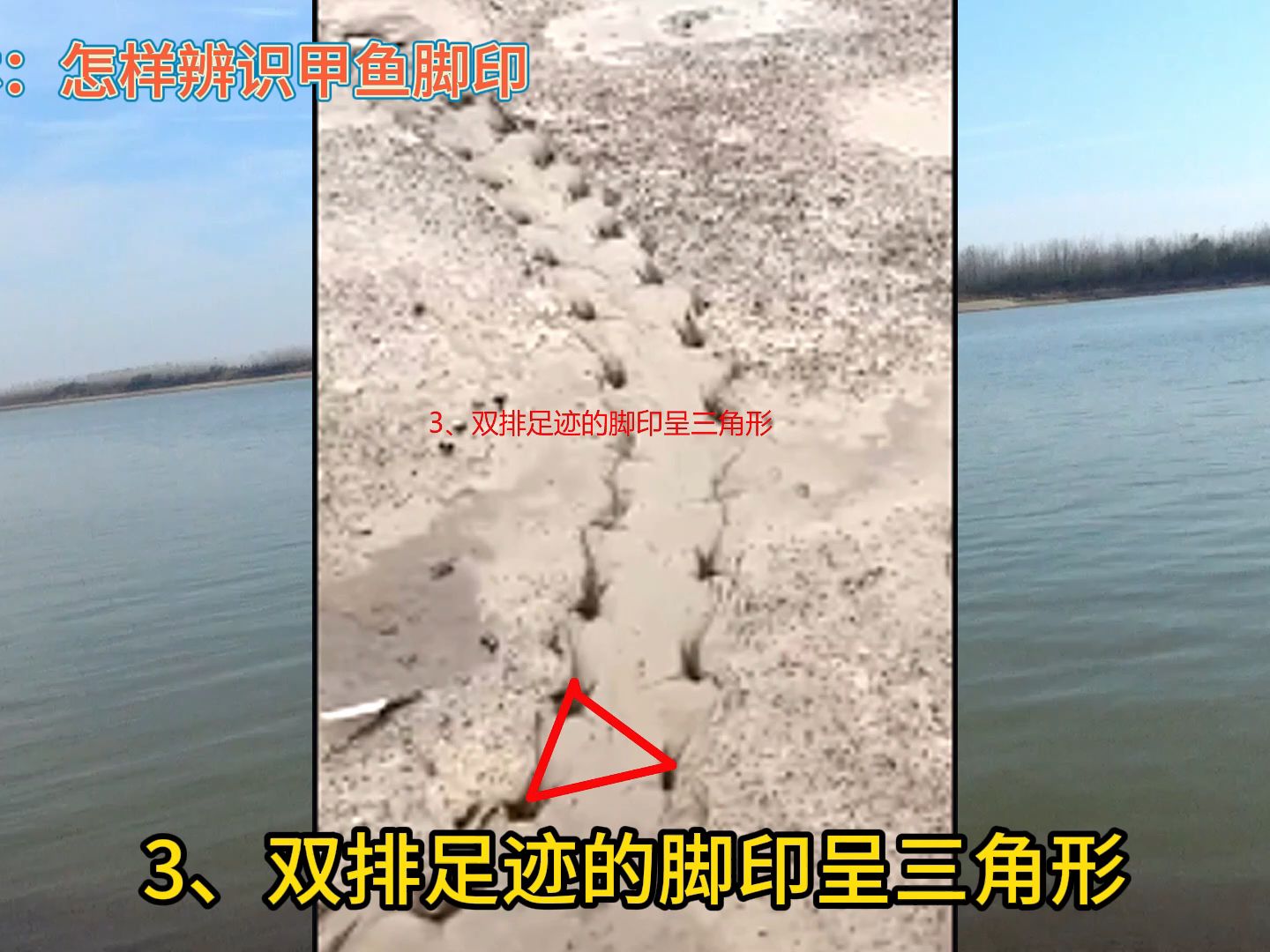 ...是我们捕捉甲鱼的基础。甲鱼在日常生活中,会给我们留下很多痕迹。...