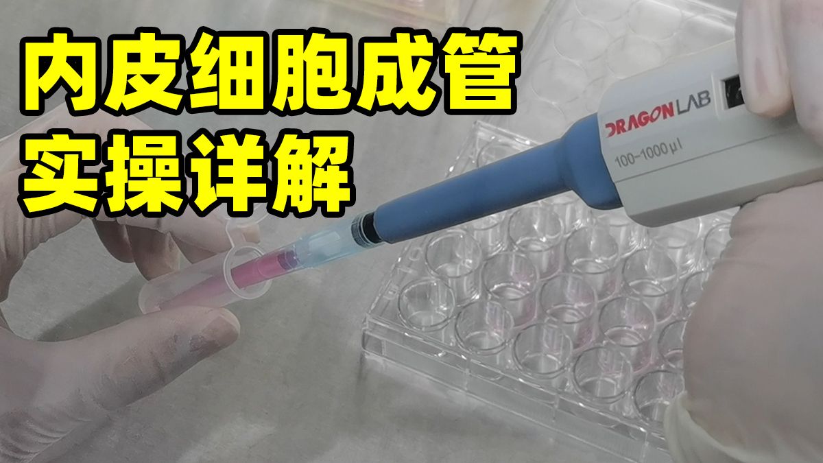 【内皮细胞成管】实验操作详解|血管形成