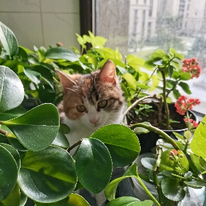 16号生日的小石榴 