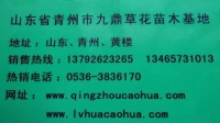 【木槿价格山东木槿价格绿化苗木种植基地】