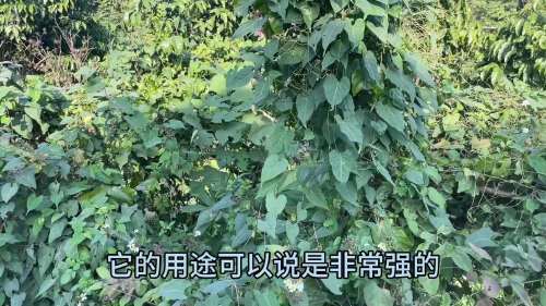 农村路边泛滥成灾的植物,殊不知用途非常强大,何首乌见过吗?