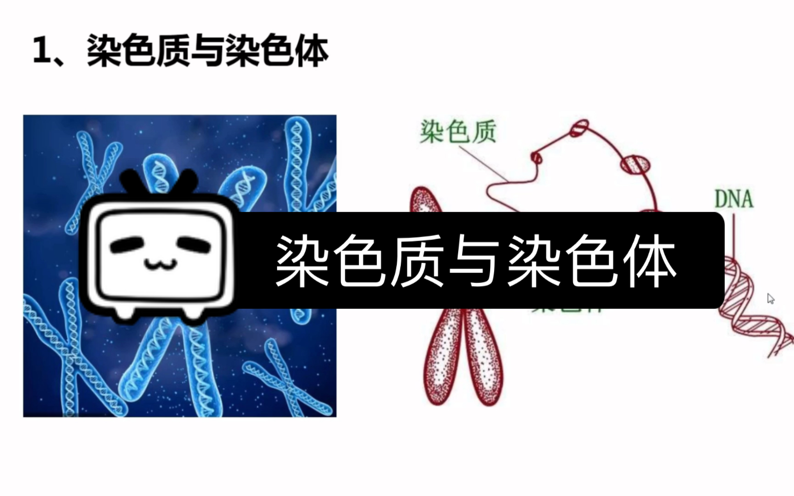 染色质与染色体