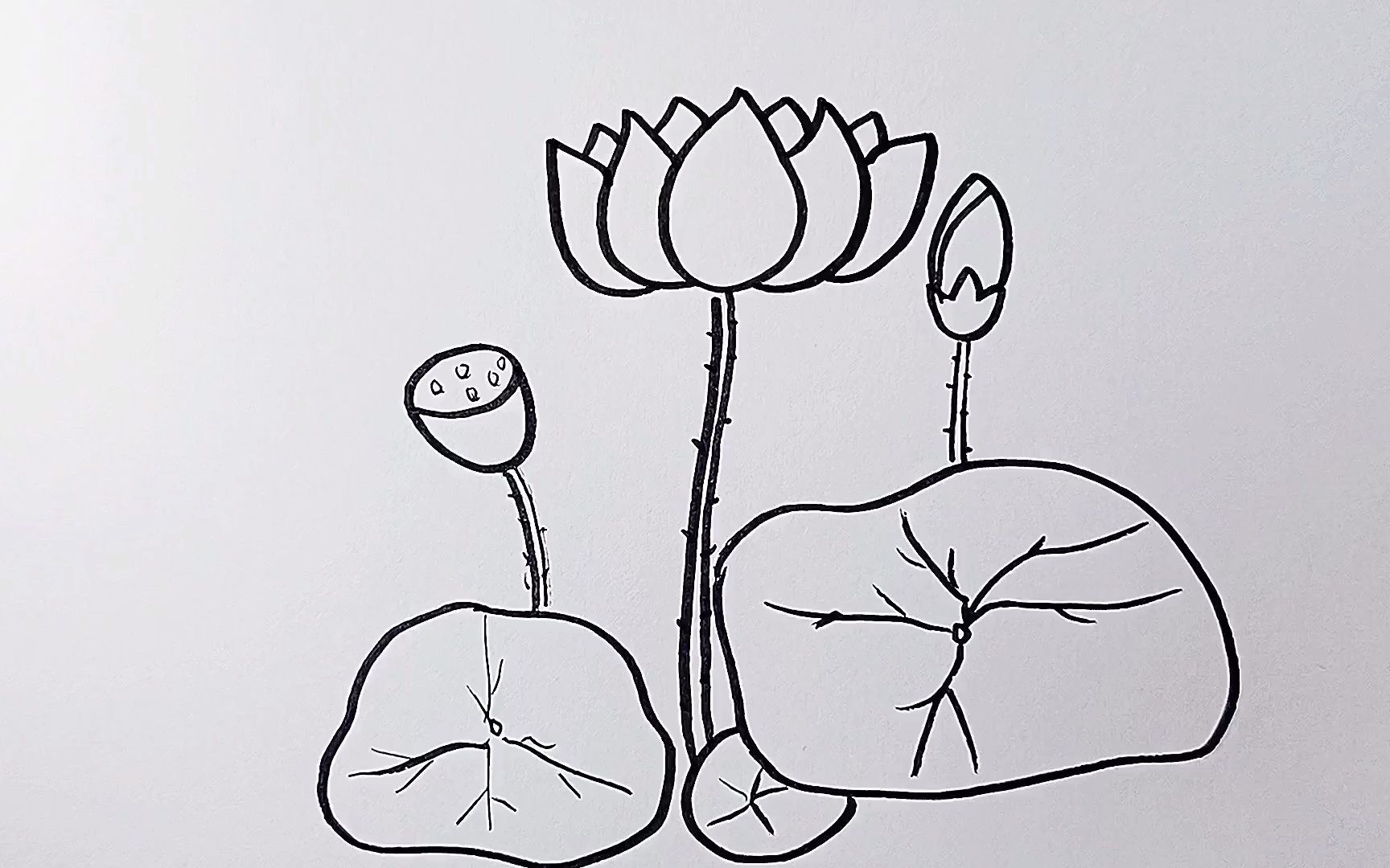画荷花,其实真的很简单,荷花简笔画教程