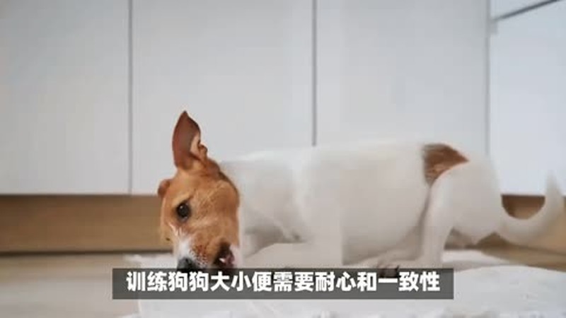 训练狗狗大小便的方法有什么