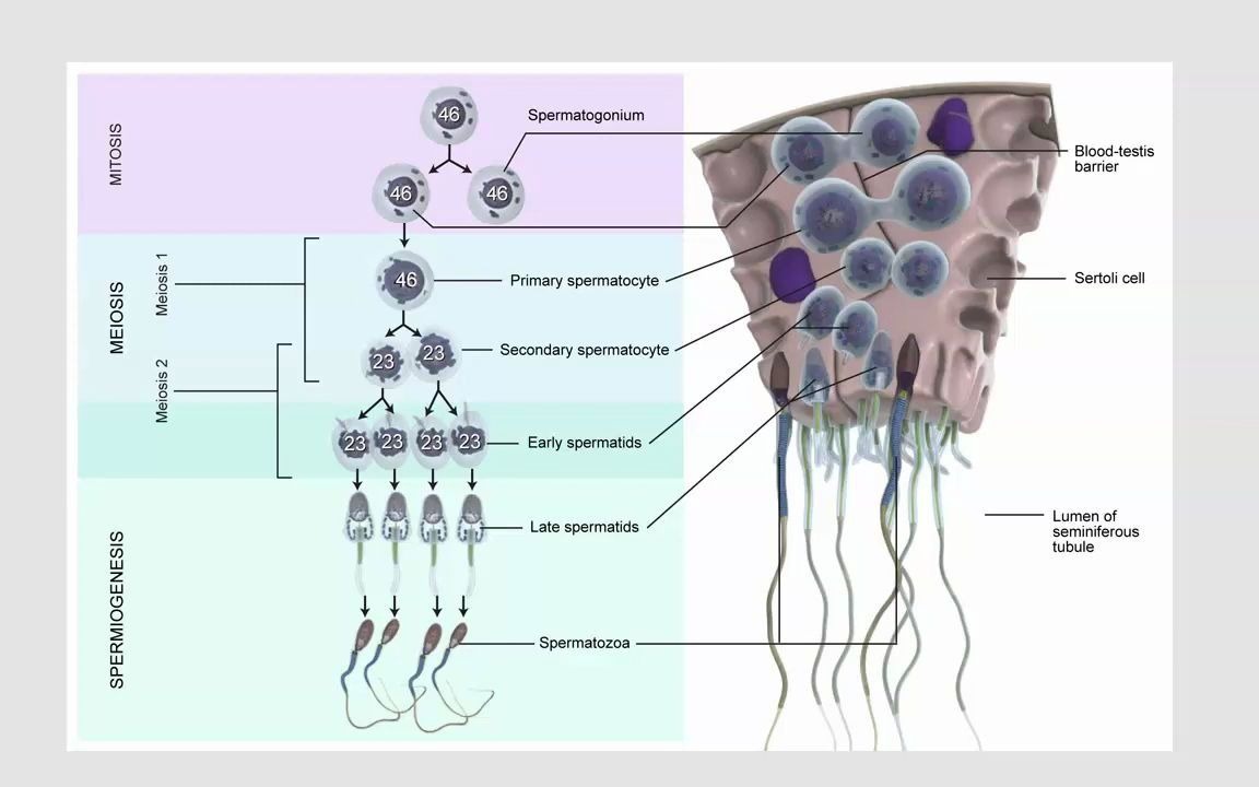 精子形成过程 生精细胞