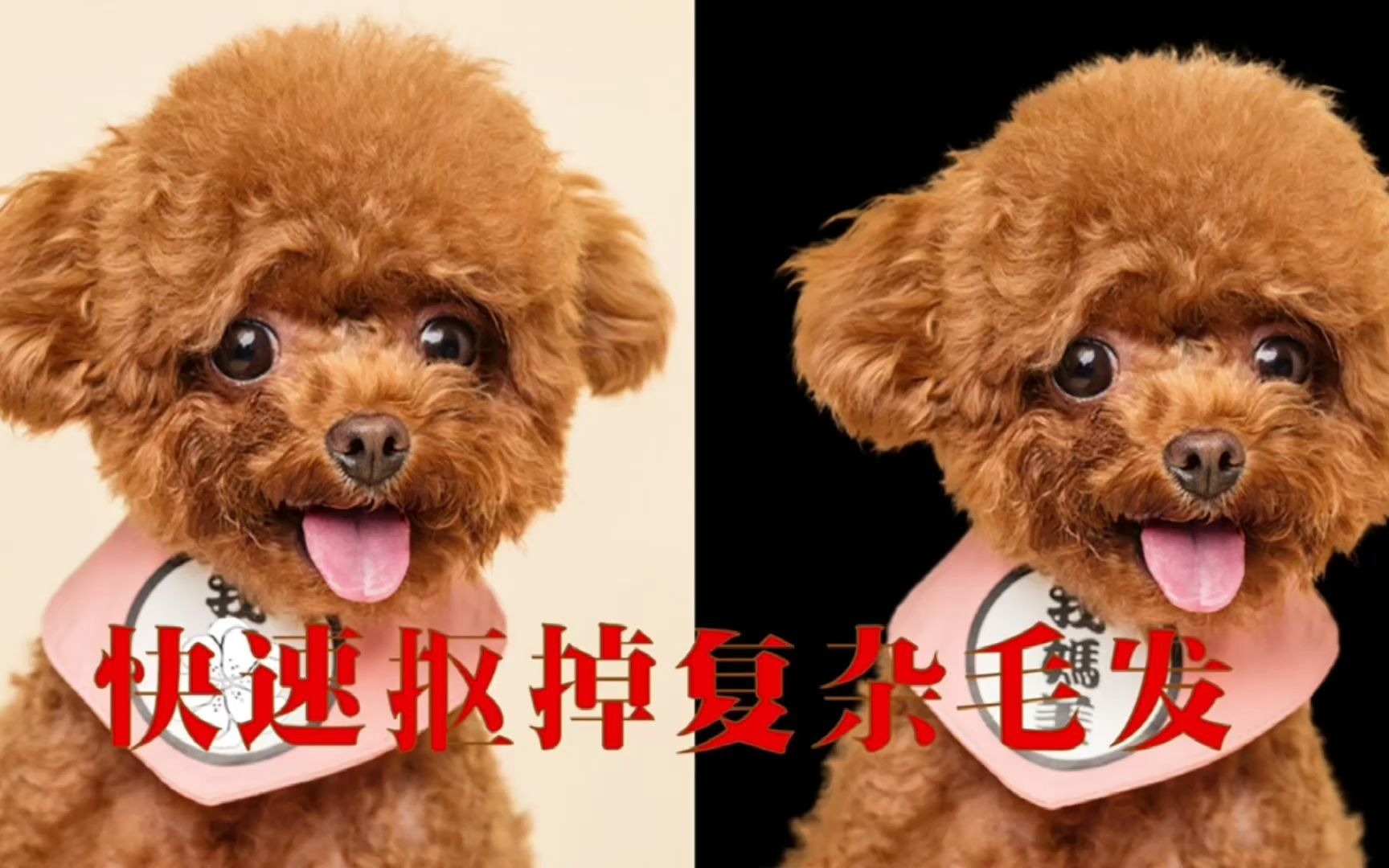 ps通道抠图动物毛发,怎么抠带毛的东西技巧