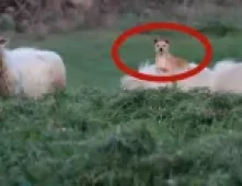 牧羊犬中的高手,躺在羊背上指挥羊群,镜头记录下全过程