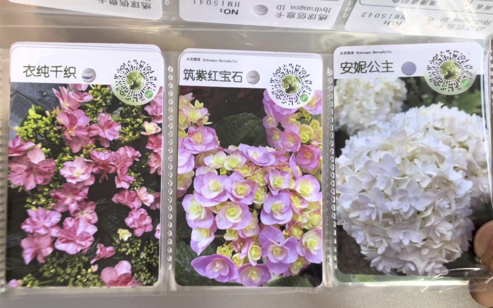 开箱:来自绣球大神的礼物——绣球品种标签册