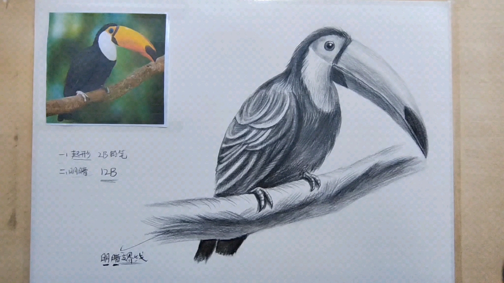 简单易学的素描动物巨嘴鸟画法 简单入门画法