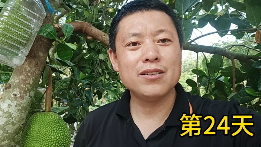 越南:菠萝蜜24天的生长状态,记录热带水果的成长速度
