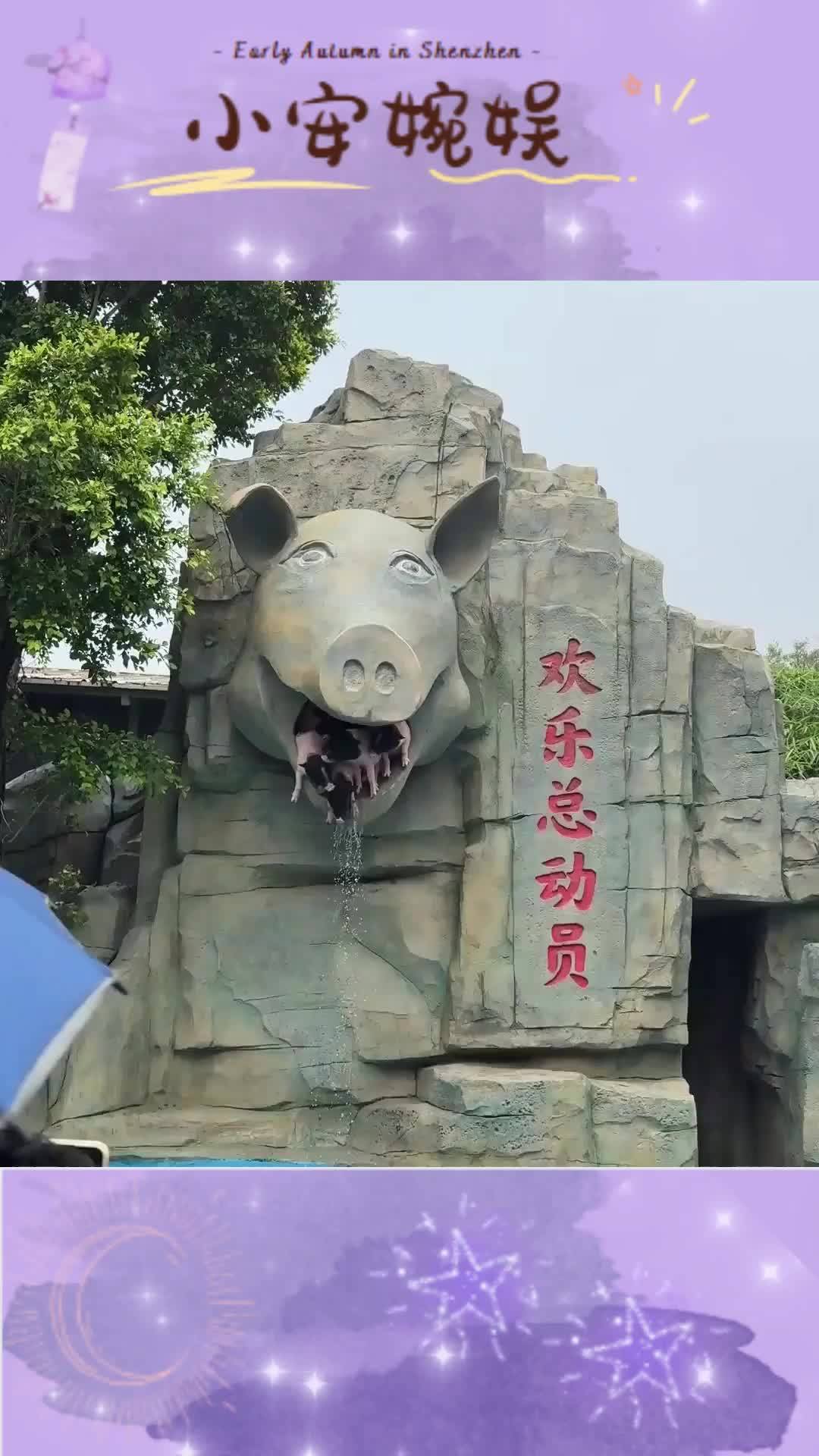 小猪都出来工作了,在景区表演节目,排队跳水