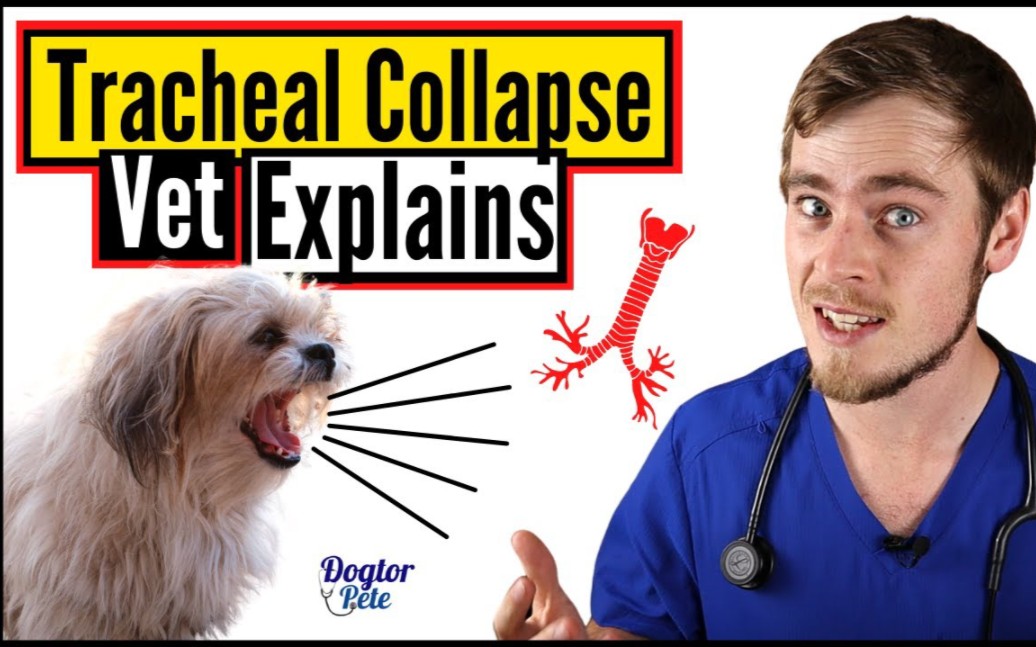 【犬气管塌陷】How To Know If Your Dog Has A Collapsed Trachea?