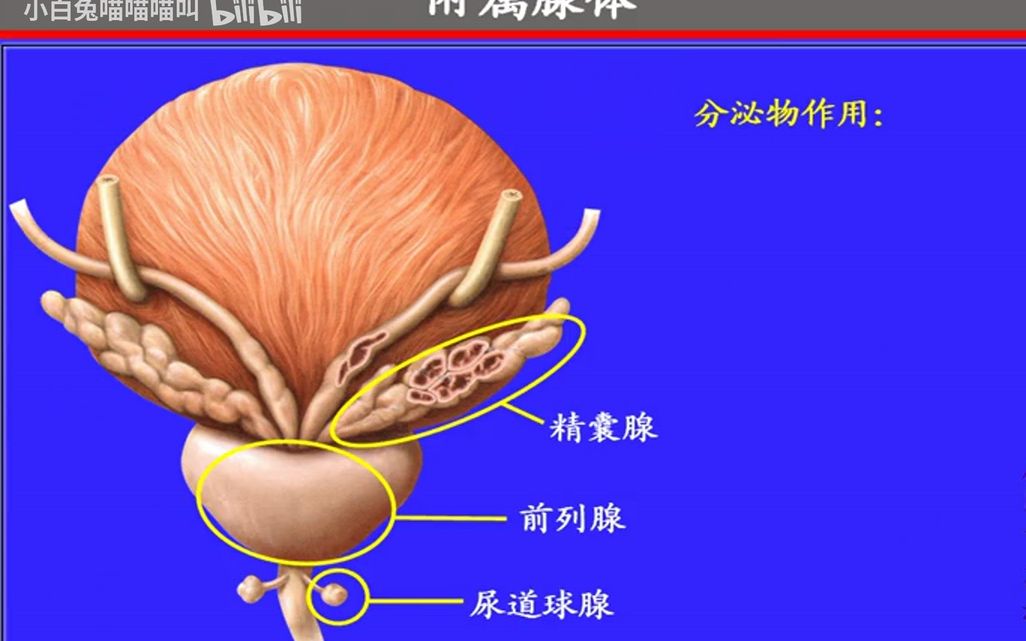 67.男性生殖系统——系统解剖学、局部解剖学——这一套就够了
