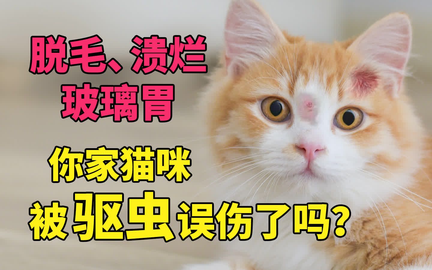 驱虫伤猫!最全养猫驱虫攻略-福来恩拜宠清拜耳爱沃克海乐妙博莱恩大...
