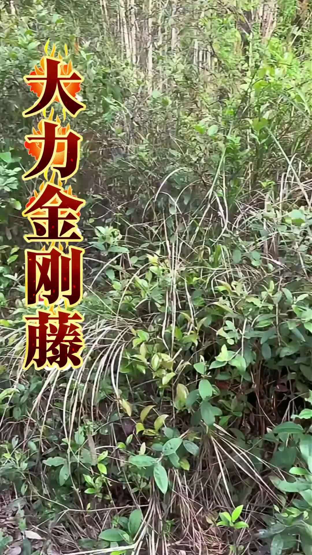 带你真正的认识金刚藤