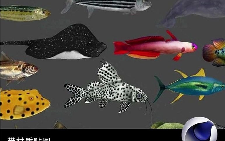 3D MAX FBX C4D三维鱼骨骼动画绑定鲸鱼章鱼动物生物模型素材