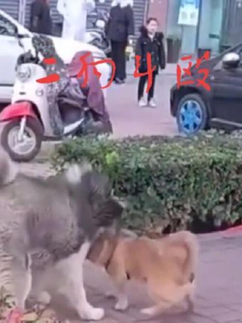 女子带着自家爱犬出门溜达,不料其爱犬看到小狗便疯狂撕咬