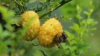 农村浑身是刺的野果,癌症、坏血病都能治,有维C之王的称号!