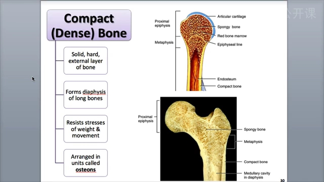 [解剖学与生理学+组胚]骨骼形成和维保过程大体介绍以及骨骼细胞形态...