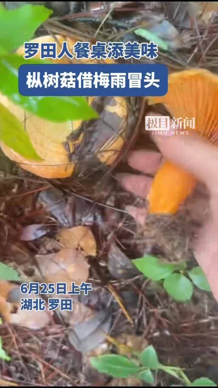 罗田枞树菇借梅雨冒头生长