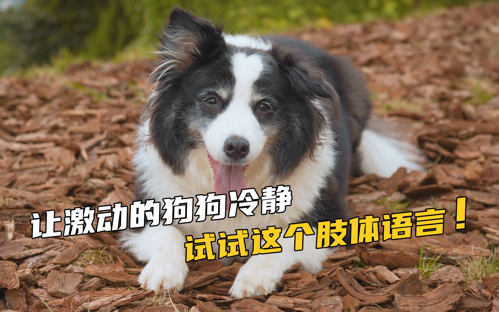 试试模仿动物炸毛,来让兴奋的狗狗冷静!